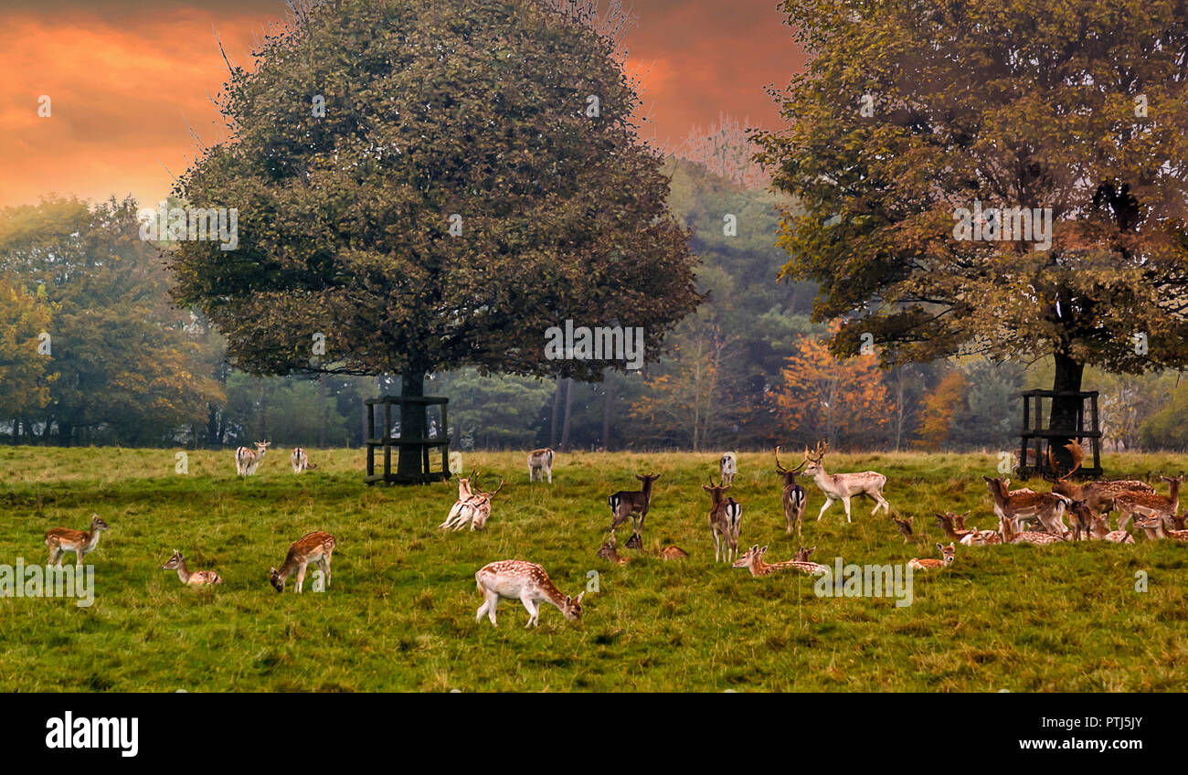 Nature Scenery With Animals