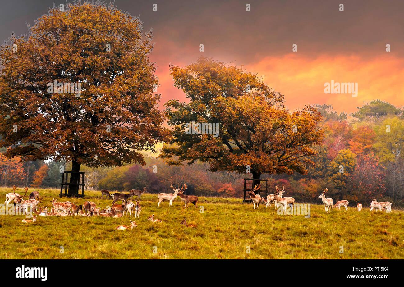 The wild animals - photo has been taken in natural scenery Stock Photo ...