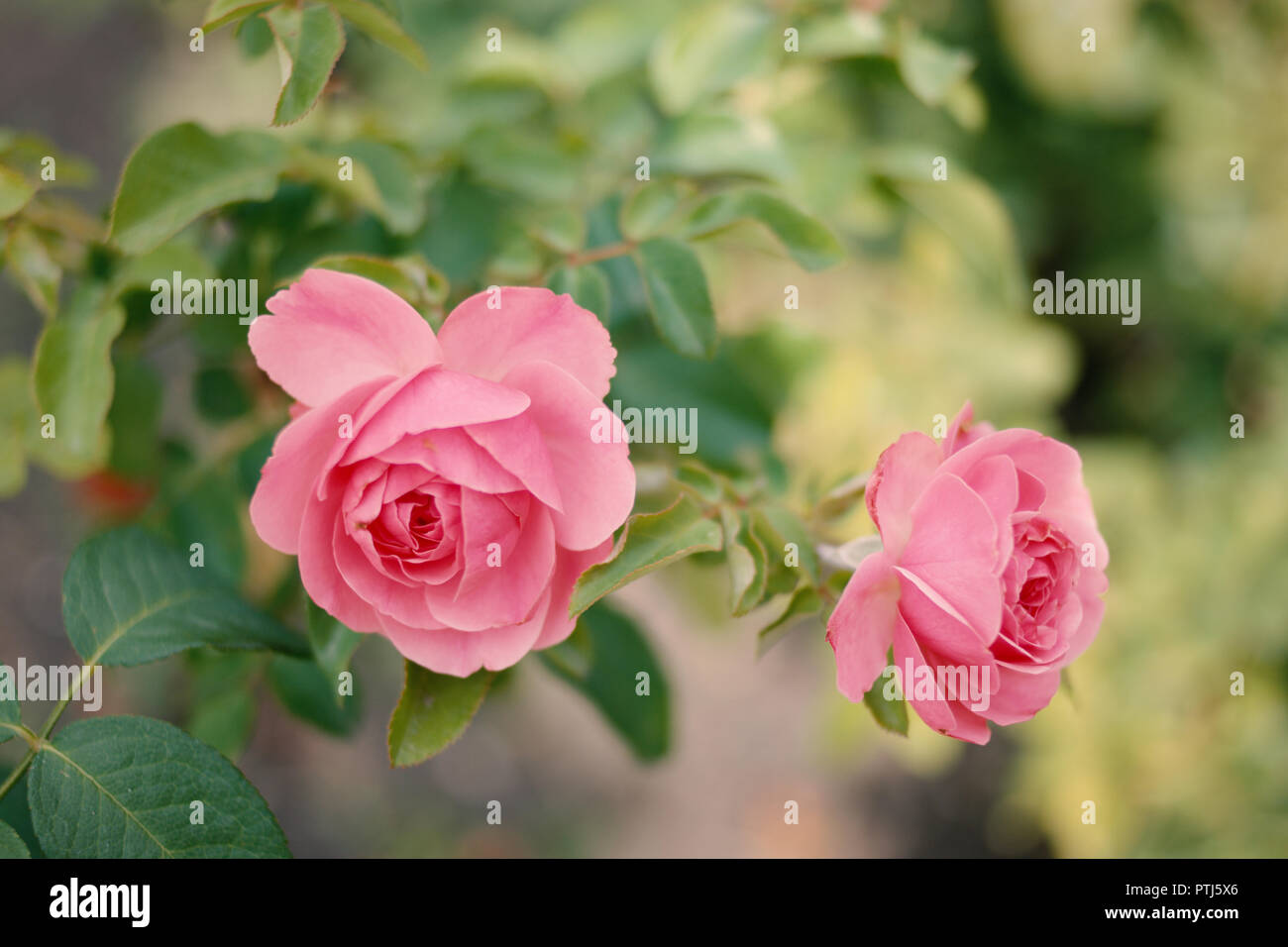 Lovely pink roses growing hi-res stock photography and images - Alamy