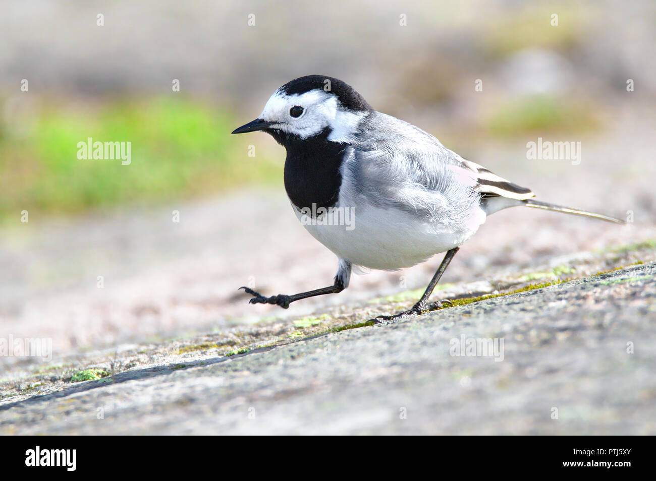 White wagtail walking hi-res stock photography and images - Alamy