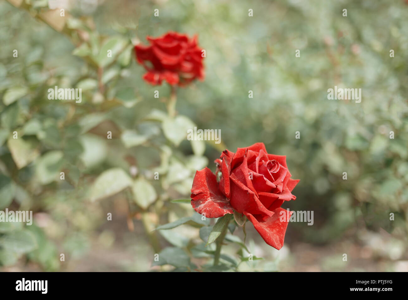 Wilting red roses hi-res stock photography and images - Alamy