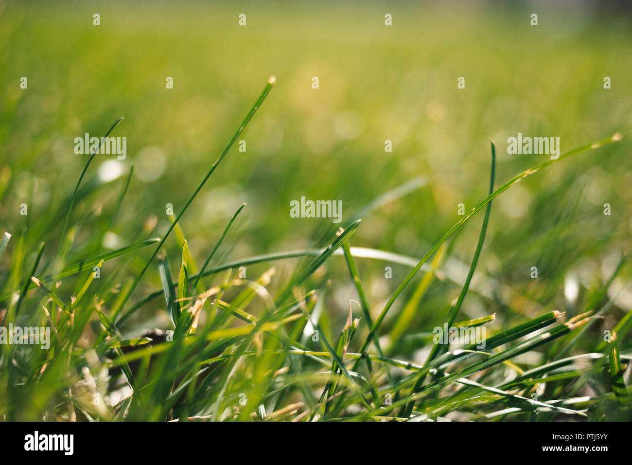 Summer background with green grass macro ground point view Stock Photo ...