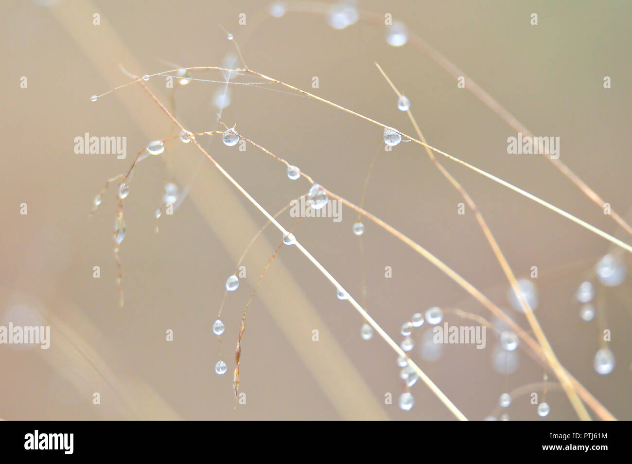 Water drops condensate on long dry grass on a cold foggy morning Stock ...