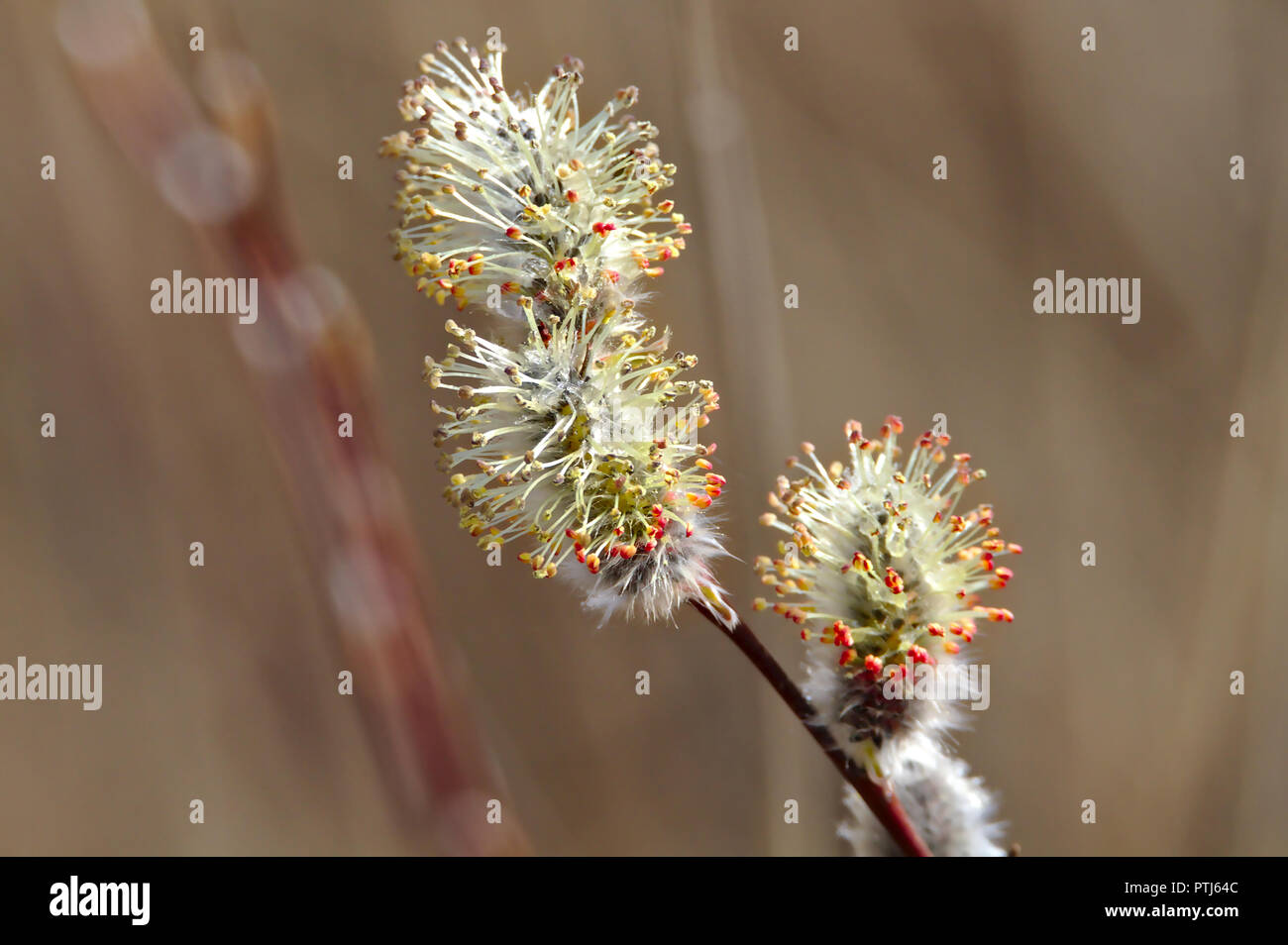 Branch of willow blooming tree. Colorful flowers isolated from ...