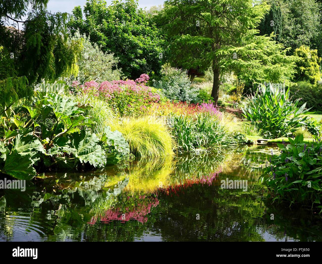 Reflections in a pond Stock Photo - Alamy