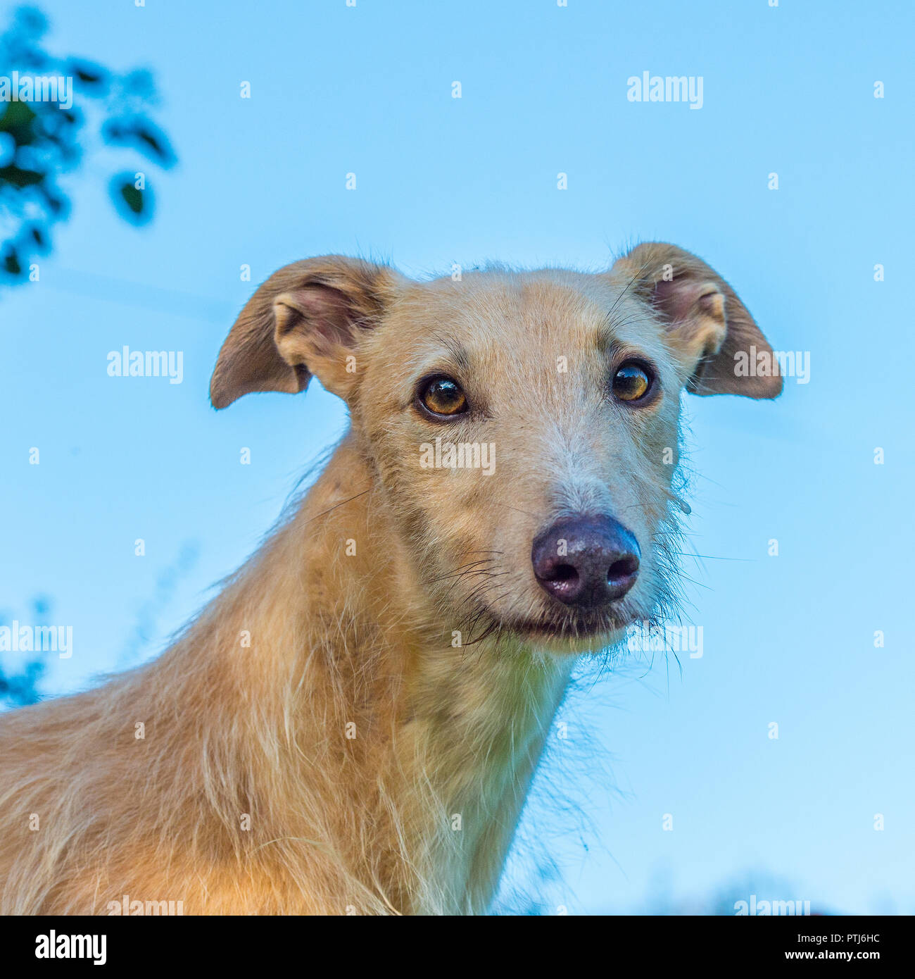 Lurcher dog head hi-res stock photography and images - Alamy