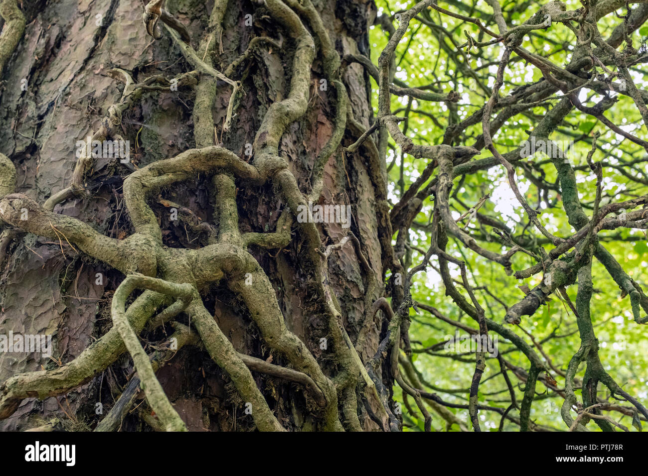 Tree Roots Uk High Resolution Stock Photography and Images - Alamy