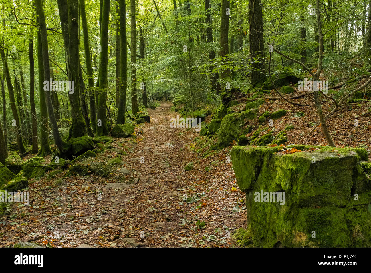 Woodland track through forest hi-res stock photography and images - Alamy