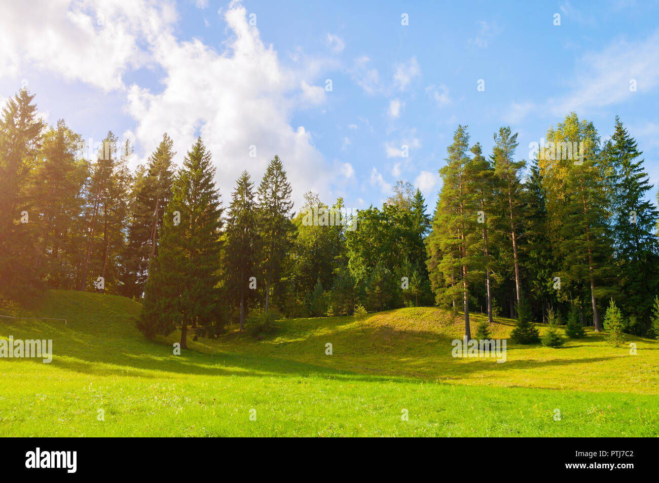 Summer landscape sunny forest hi-res stock photography and images - Alamy
