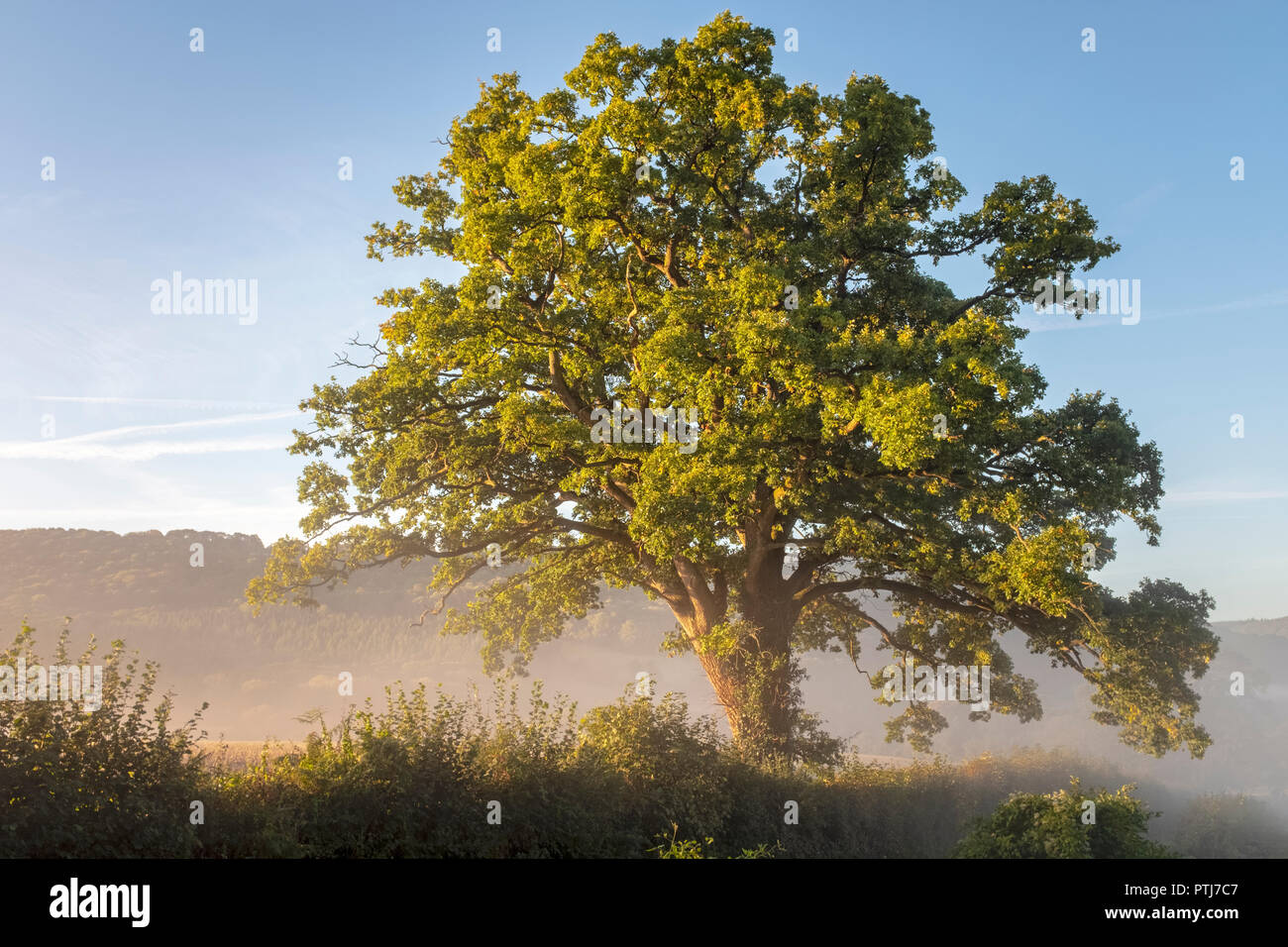 English landscape oak tree hi-res stock photography and images - Alamy