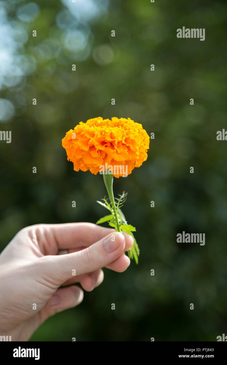 Marigold flower buds hi-res stock photography and images - Alamy