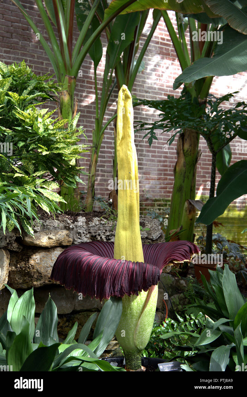 Corpse flower hi-res stock photography and images - Alamy