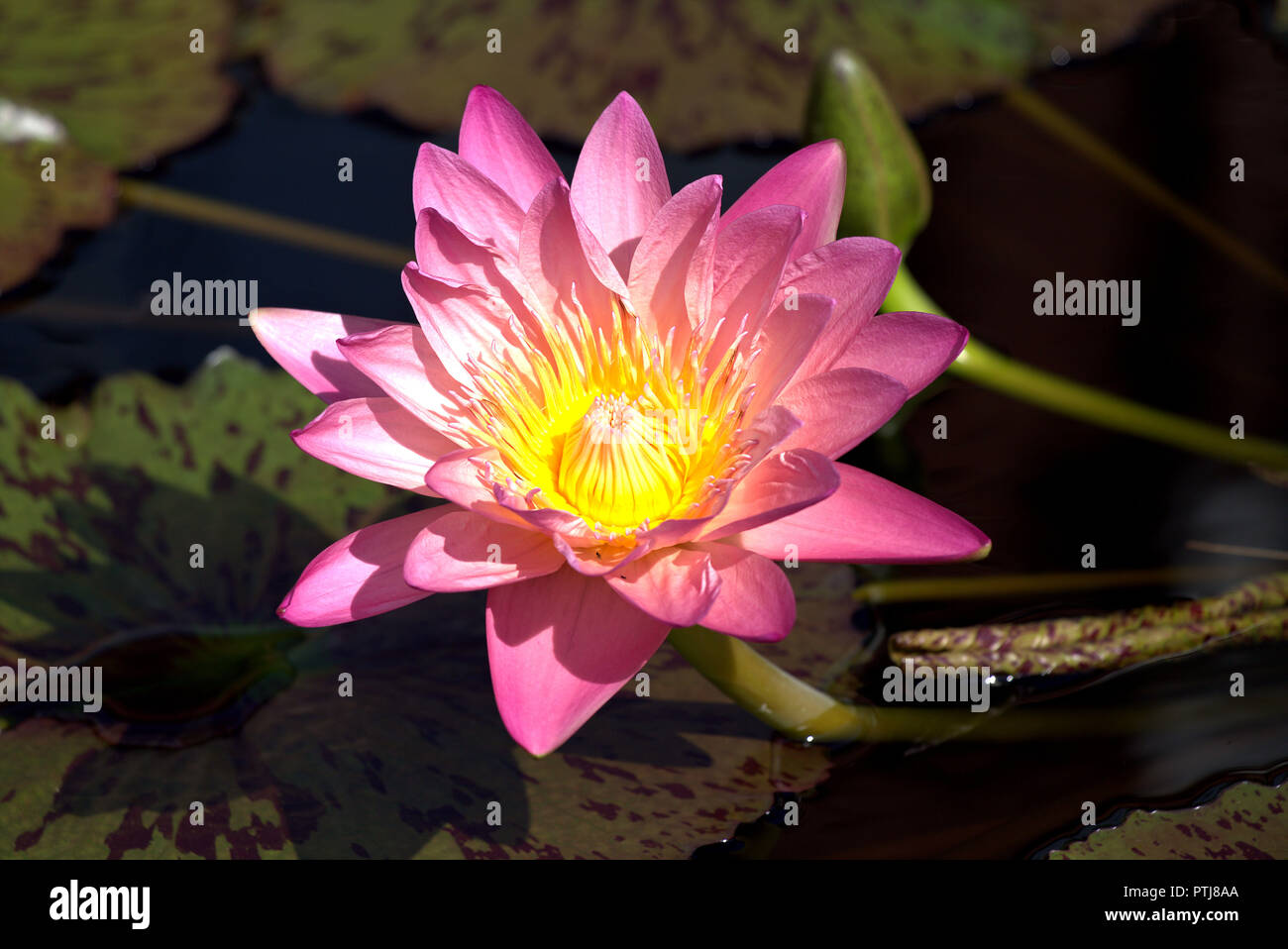 Pink Water Lily Stock Photo - Alamy