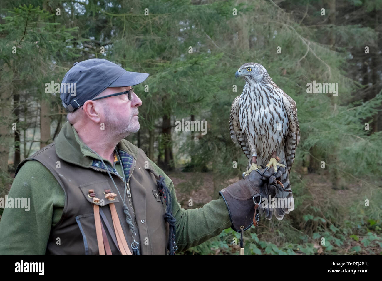 Falcon and falconer hi-res stock photography and images - Alamy