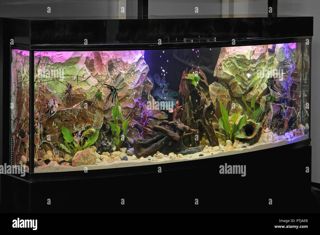 Under Water Aquatic Plants in Long Aquarium Tank Stock Photo - Alamy