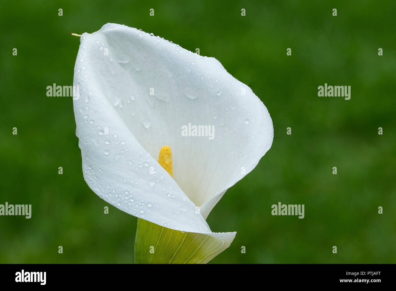 Lily flower uk hi-res stock photography and images - Alamy