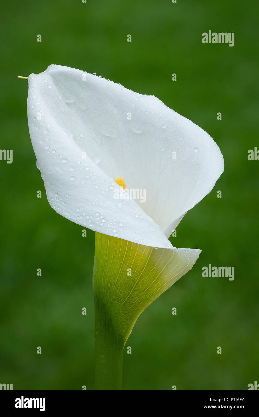 Calla Lily flower Stock Photo - Alamy