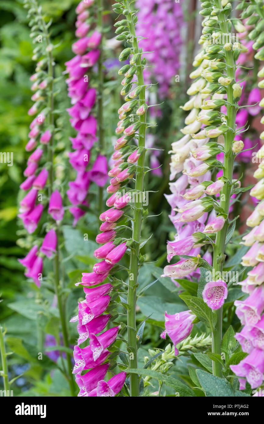 Border with foxgloves hi-res stock photography and images - Alamy
