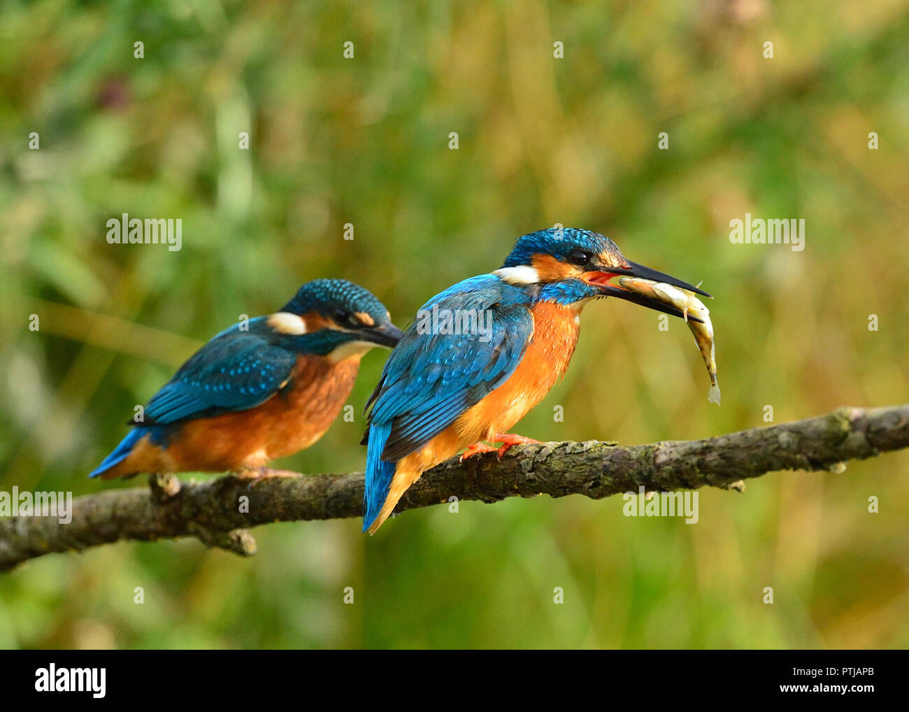 Bib fish hi-res stock photography and images - Alamy