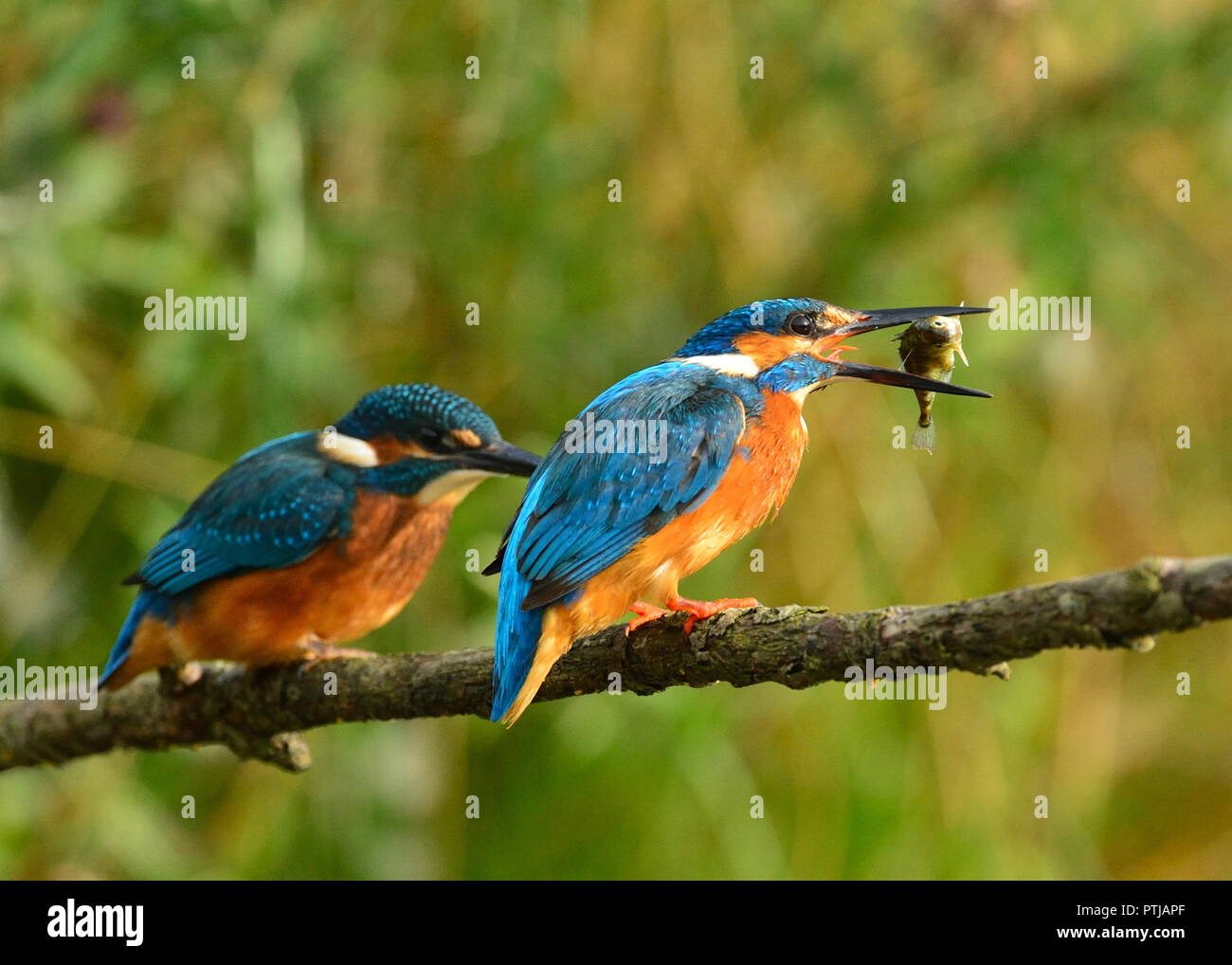 Bib fish hi-res stock photography and images - Alamy