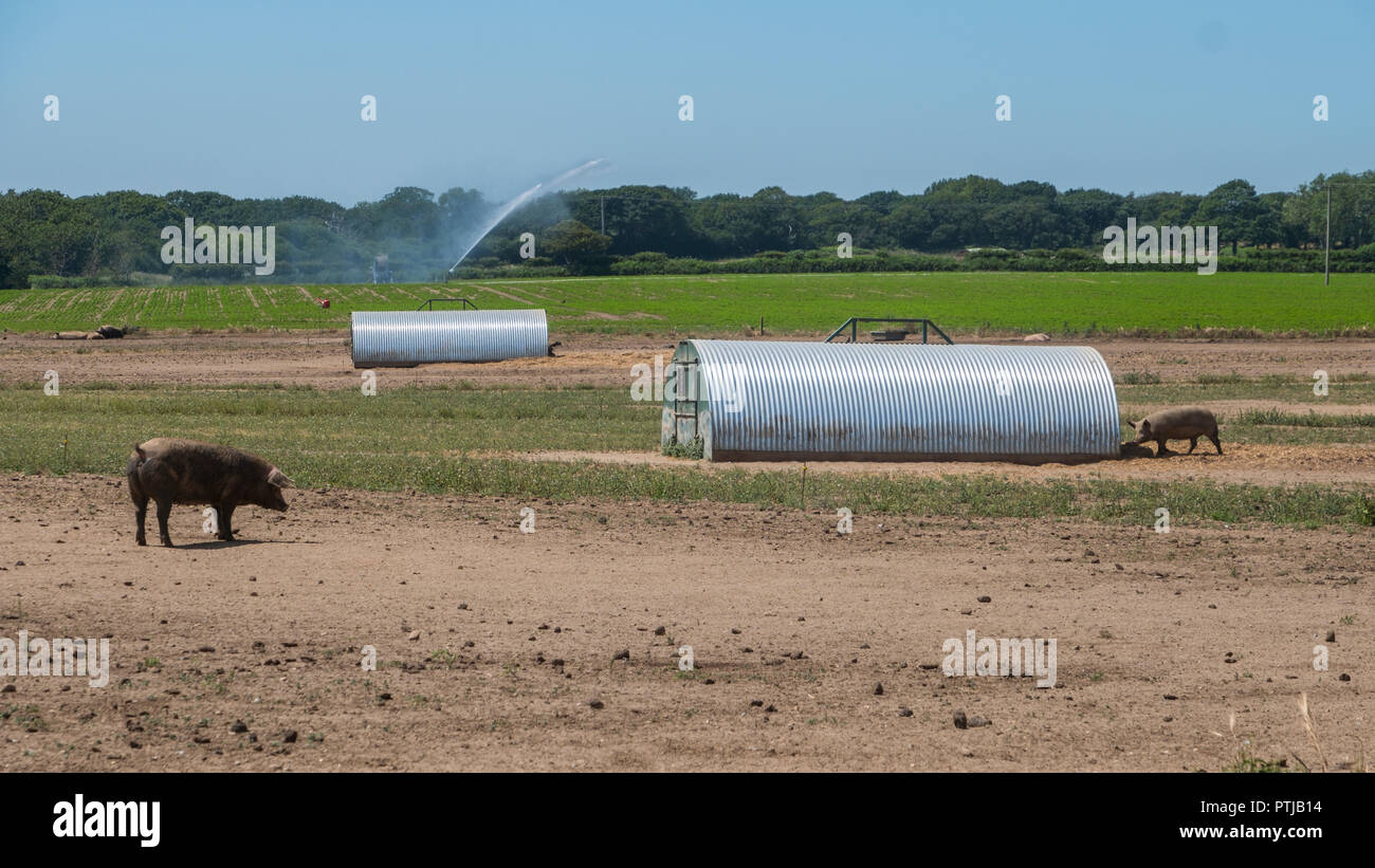 Pig arcs hi-res stock photography and images - Alamy