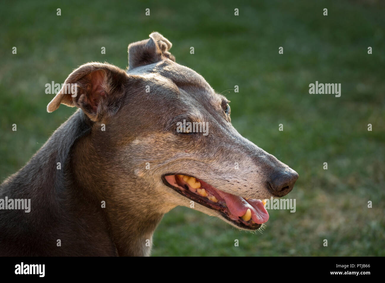 A female greyhound lying on grass Stock Photo - Alamy