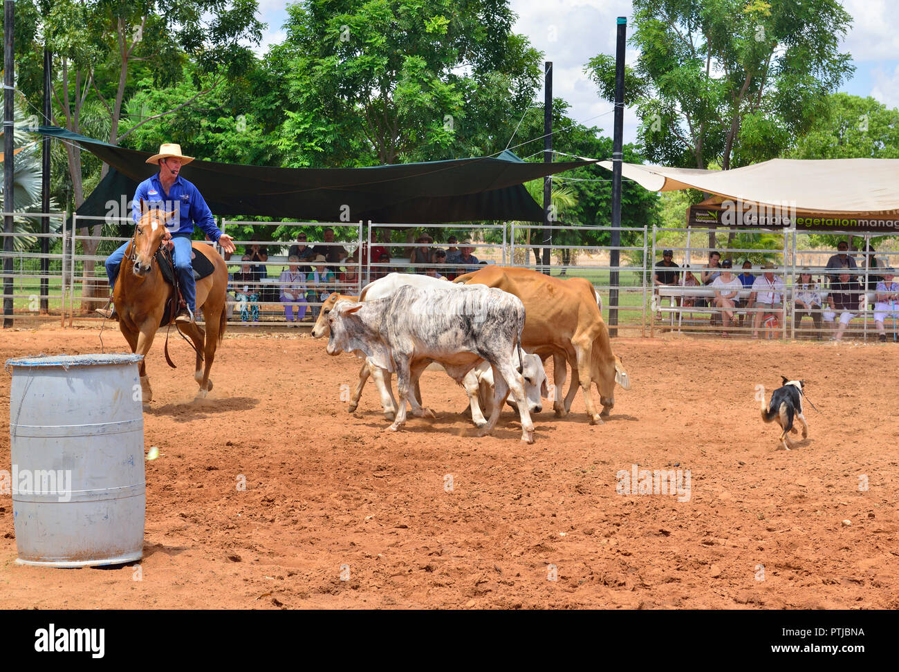Tom Curtain the singing cowboy performing rounding up Steer in his ...