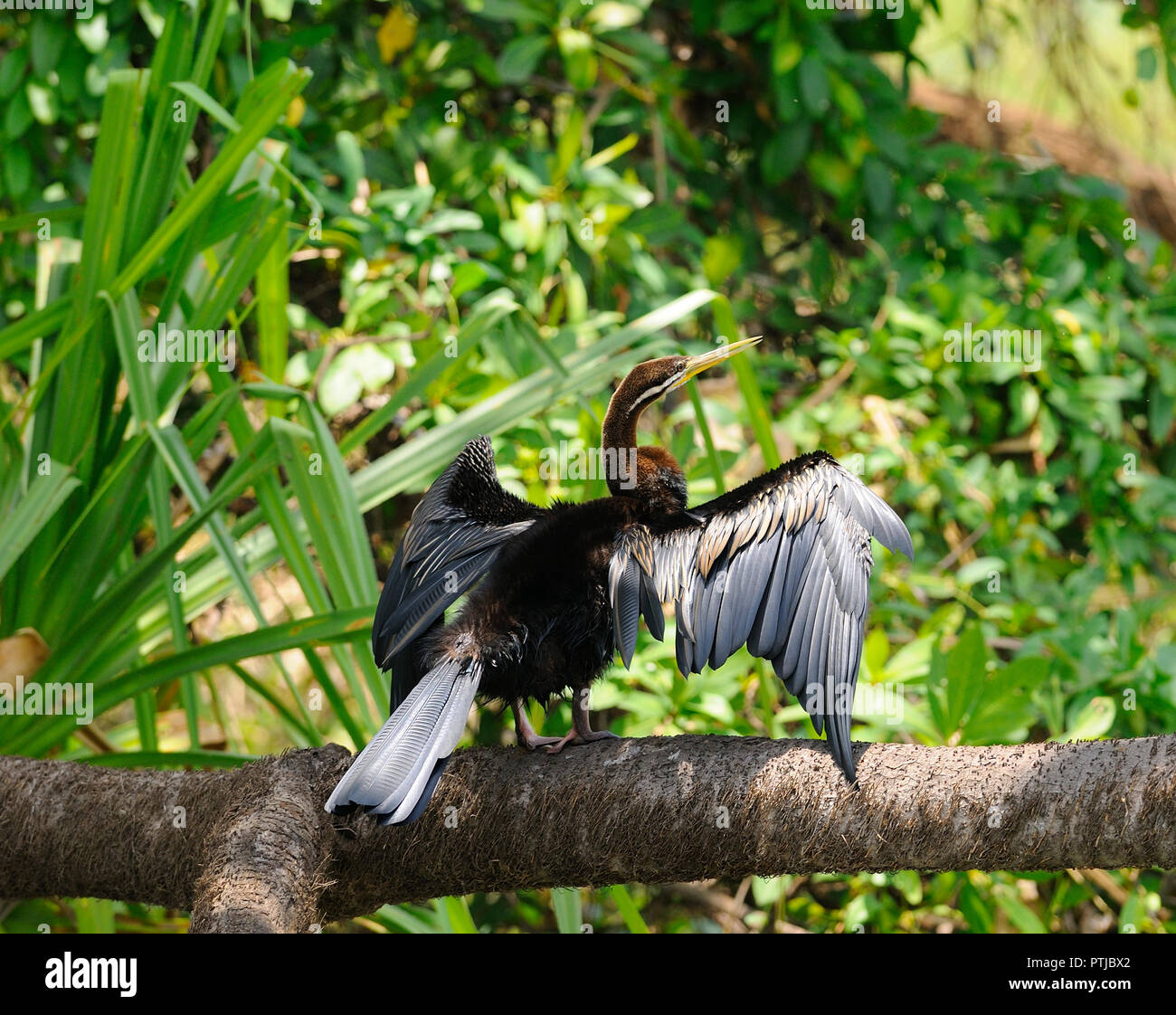 Darter or snakebird (Anhingidae) sitting on a branch drying its wings ...