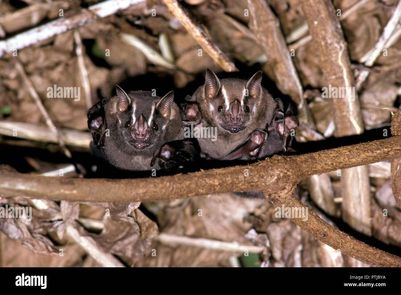 Artibeus hi-res stock photography and images - Alamy