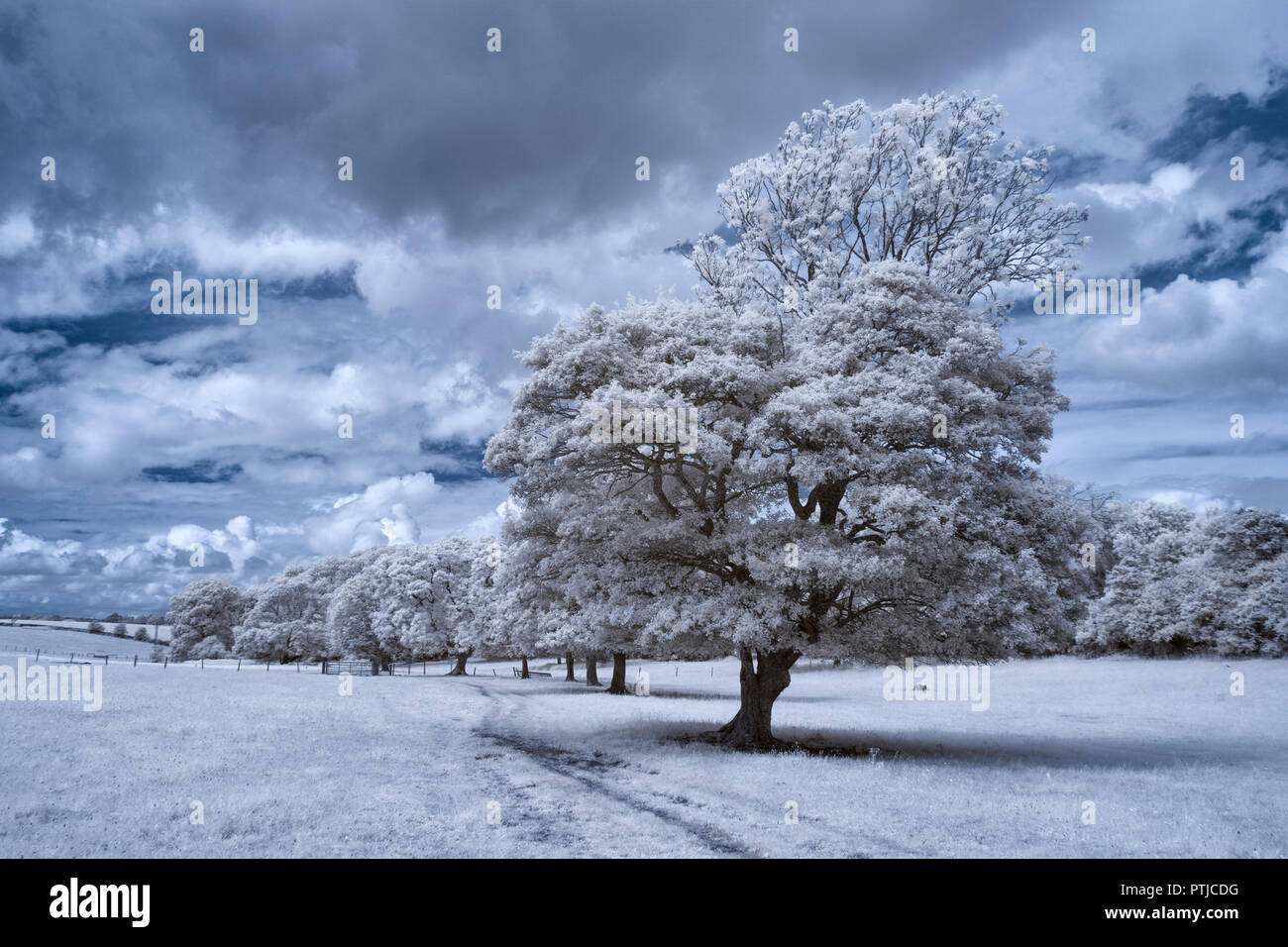 Infrared trees near the source of the river Thames Stock Photo - Alamy