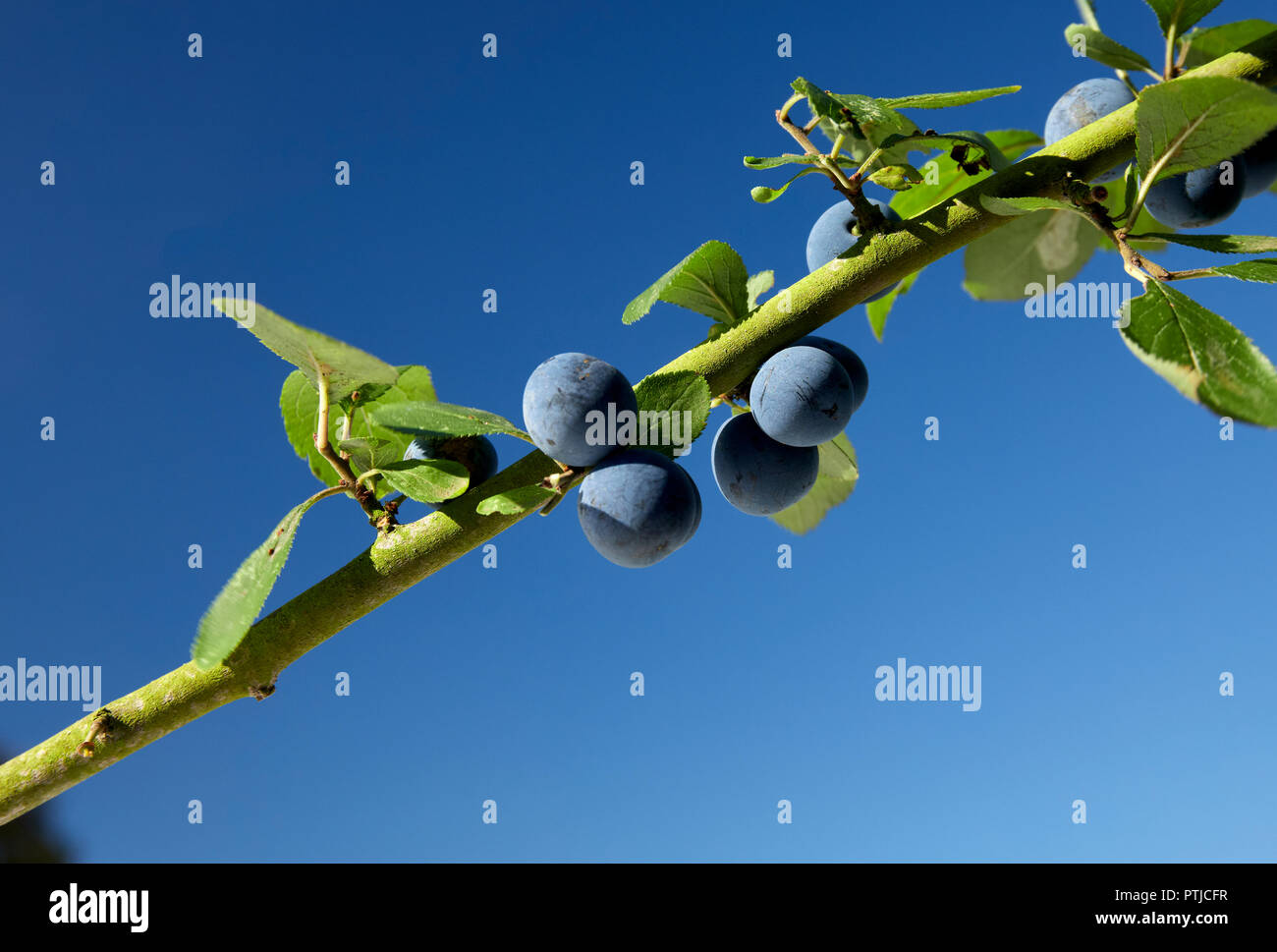 Prunus Spinosa Blackthorn Sloe Berries on a branch UK Stock Photo - Alamy