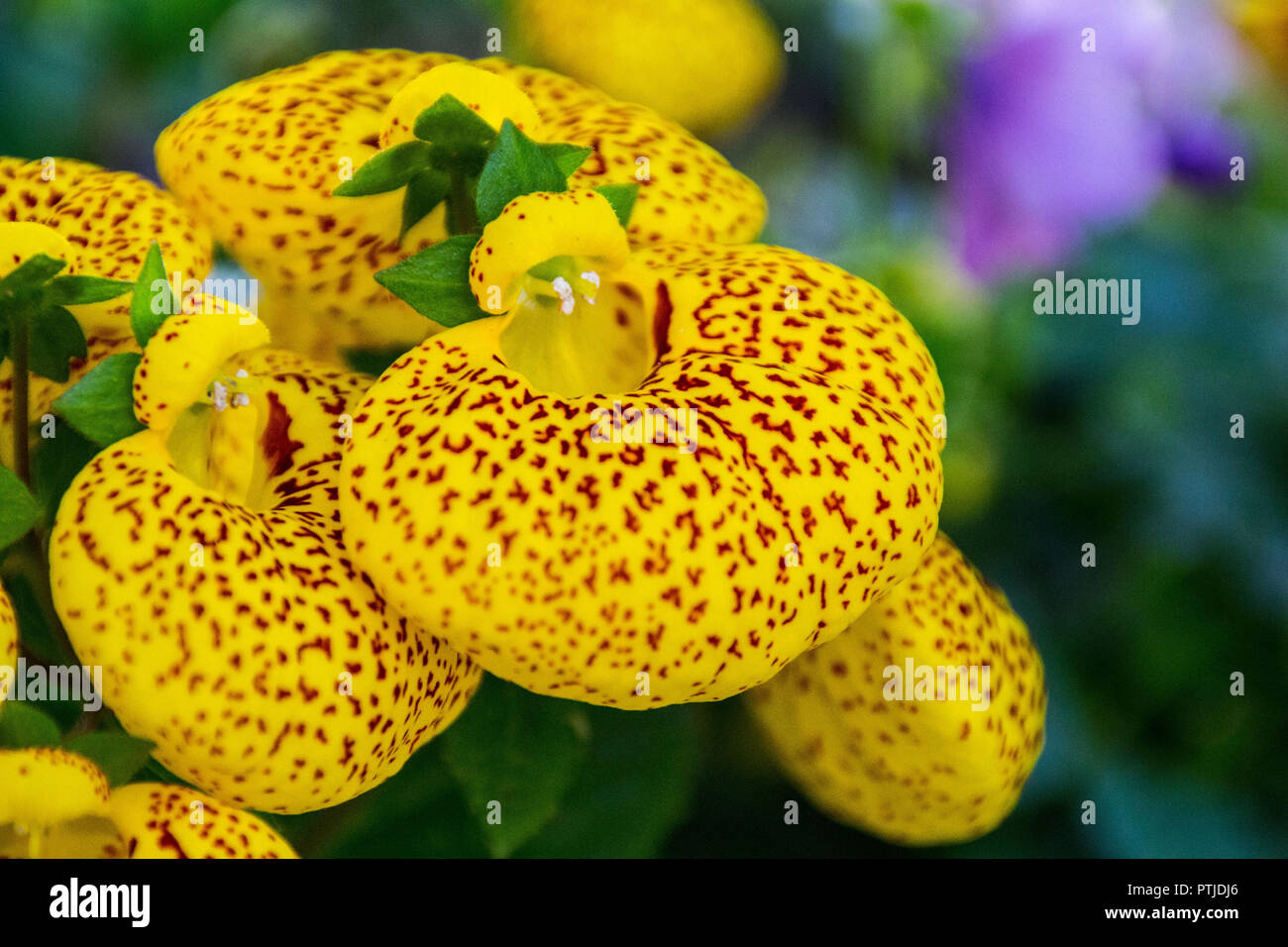 Macro flower hi-res stock photography and images - Alamy