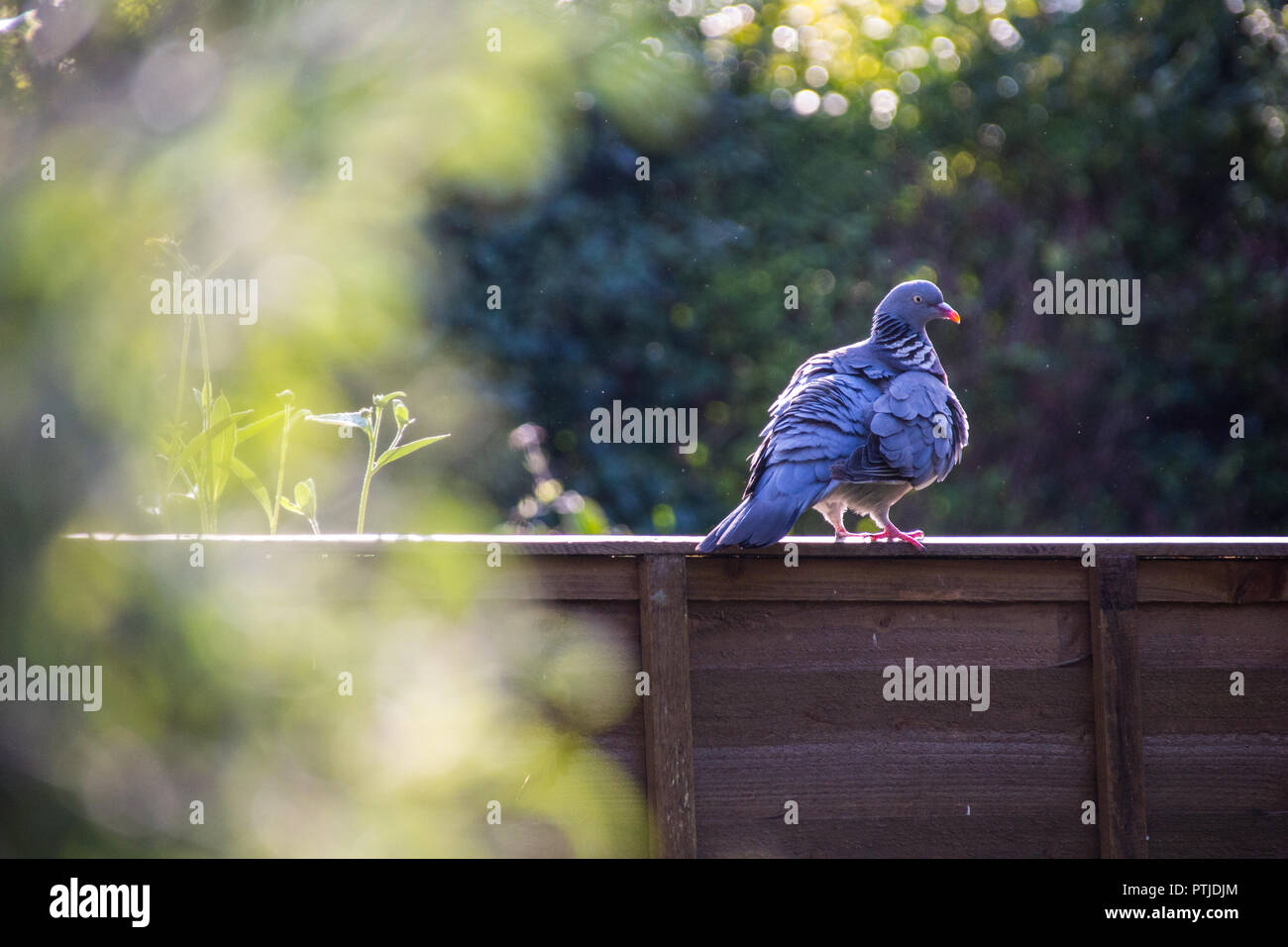 Pigeon on a Garden Fence Stock Photo - Alamy