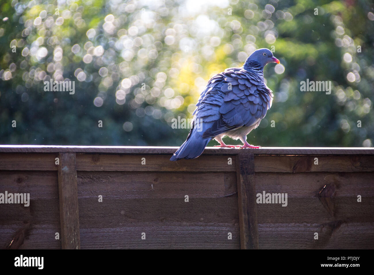 Pigeon on a Garden Fence Stock Photo - Alamy