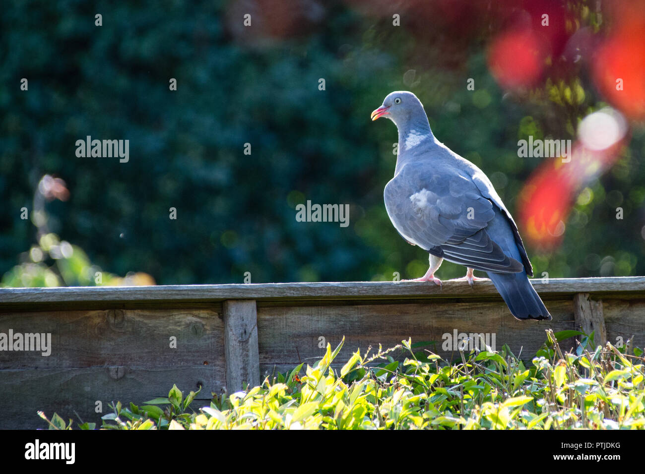 Pigeon on a Garden Fence Stock Photo - Alamy