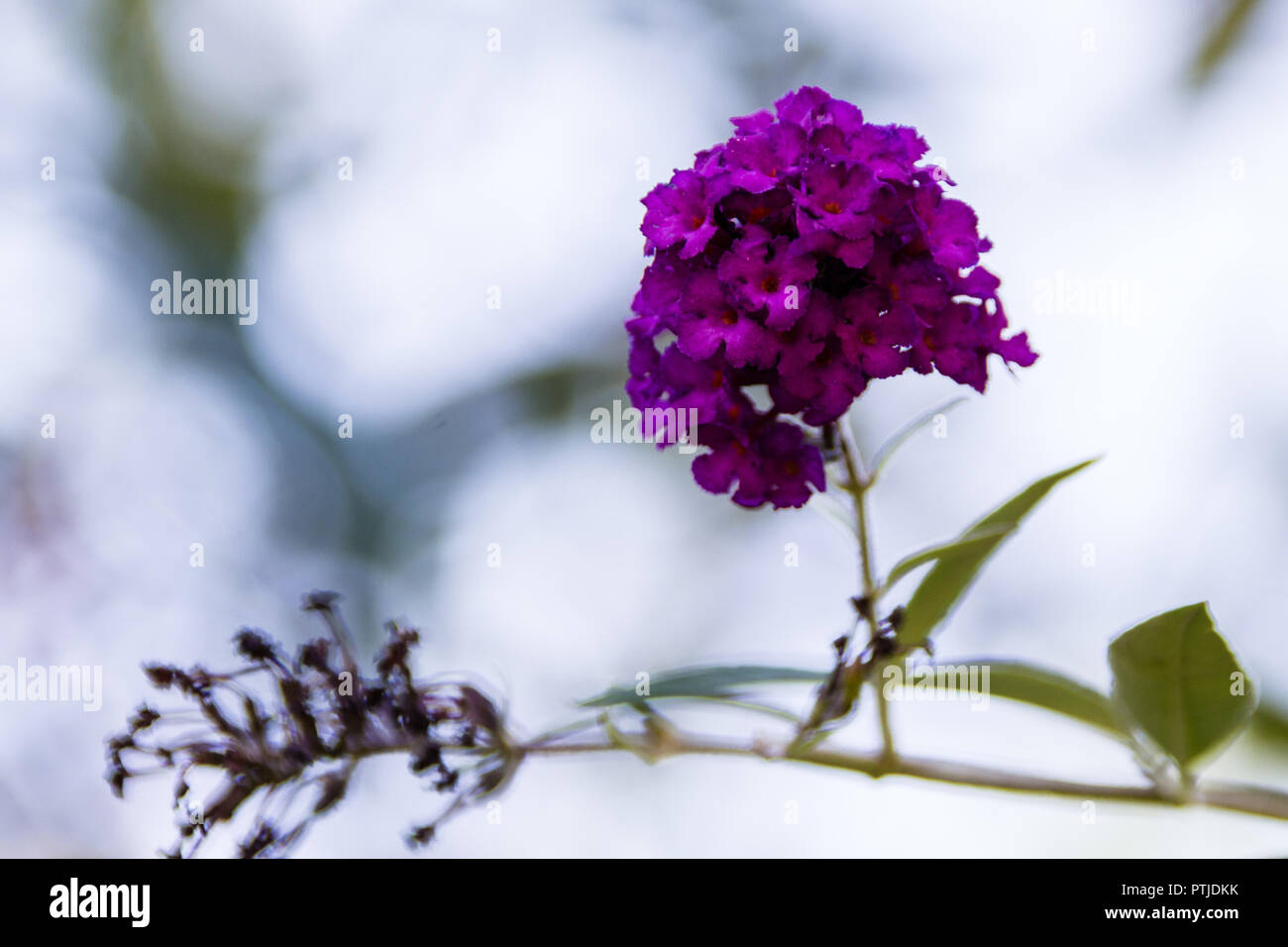 Spring summer macro close horizontal closeup hi-res stock photography ...