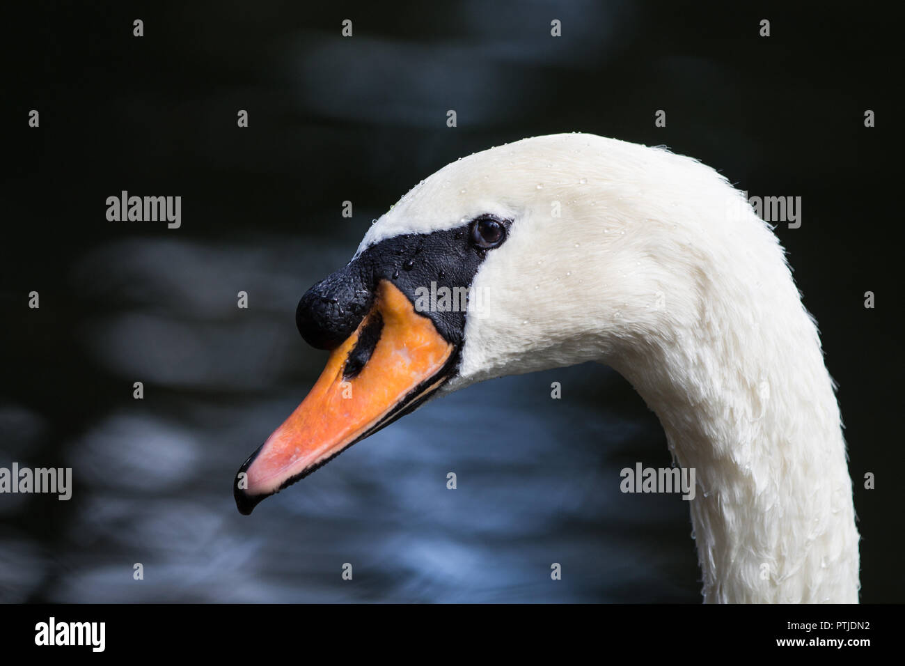 Up the swan hi-res stock photography and images - Alamy