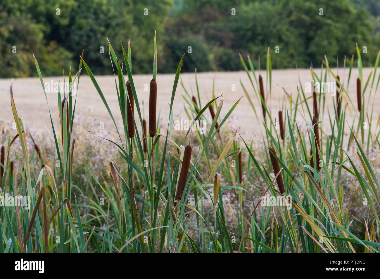 Reeds and river hi-res stock photography and images - Alamy