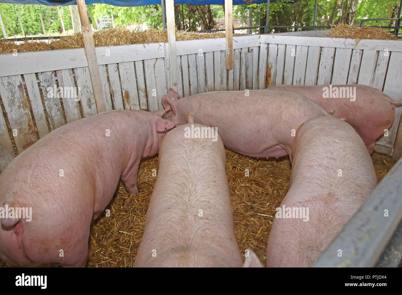 Big pigs hi-res stock photography and images - Alamy