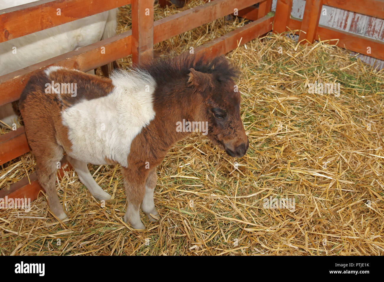 New Born Pony Foal in Pen at Farm Stock Photo - Alamy