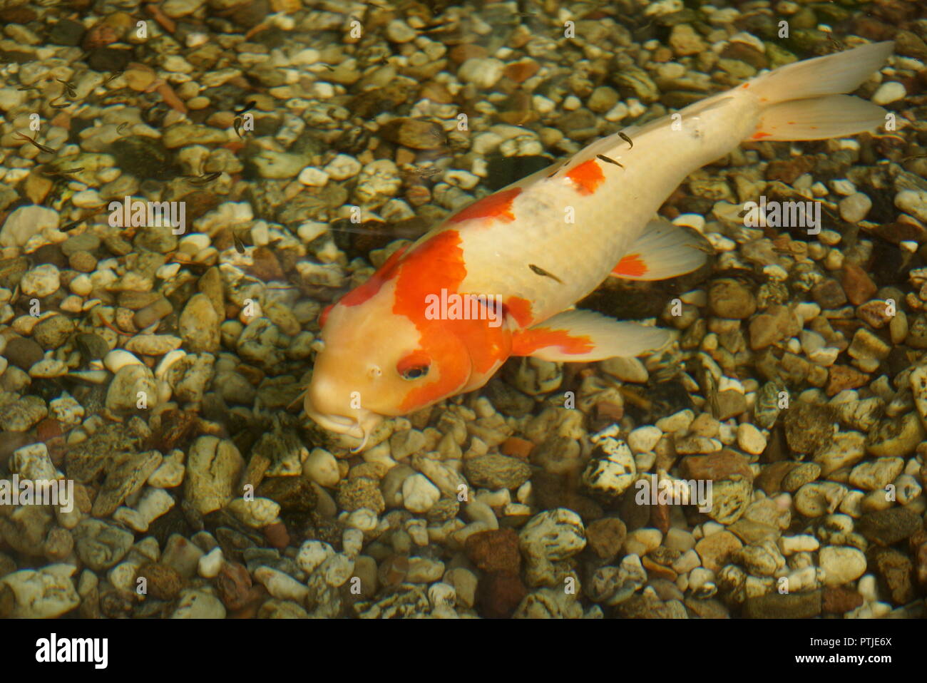 Koi Carp japan fish in gold white colours outdoor pool for Collectors ...
