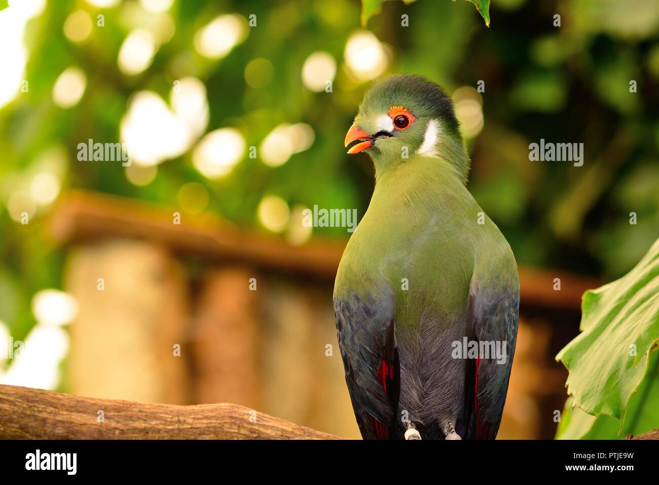 Green turaco hi-res stock photography and images - Alamy
