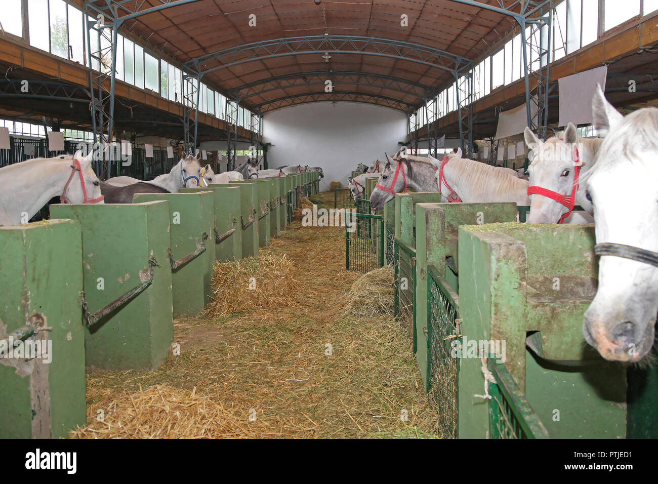 Big Long Stable Barn With White Horses Stock Photo - Alamy