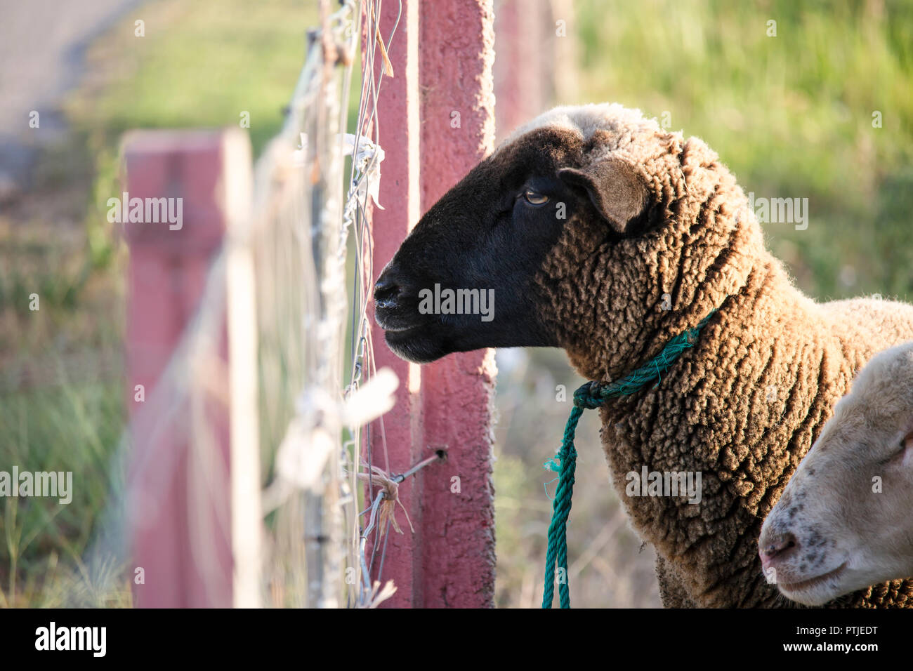 Sad animals hi-res stock photography and images - Alamy