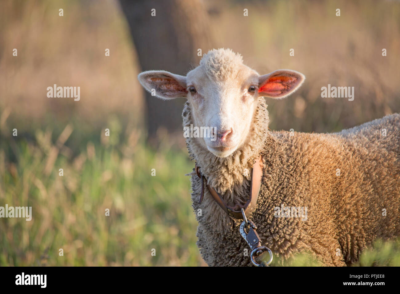 Close-up of curious white ewe on leash looking directly at camera. Cute ...
