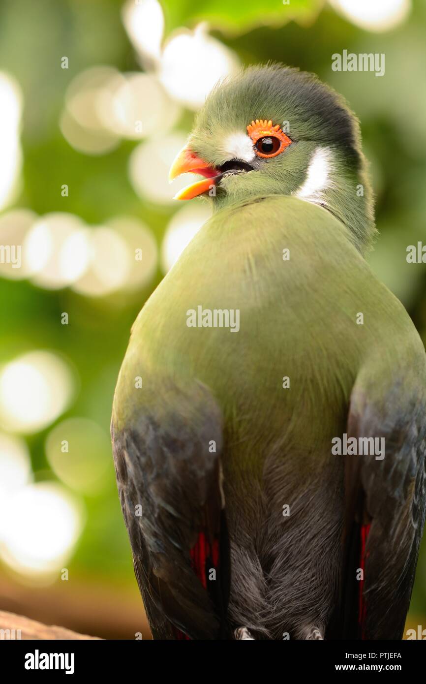 Tauraco persa hi-res stock photography and images - Alamy