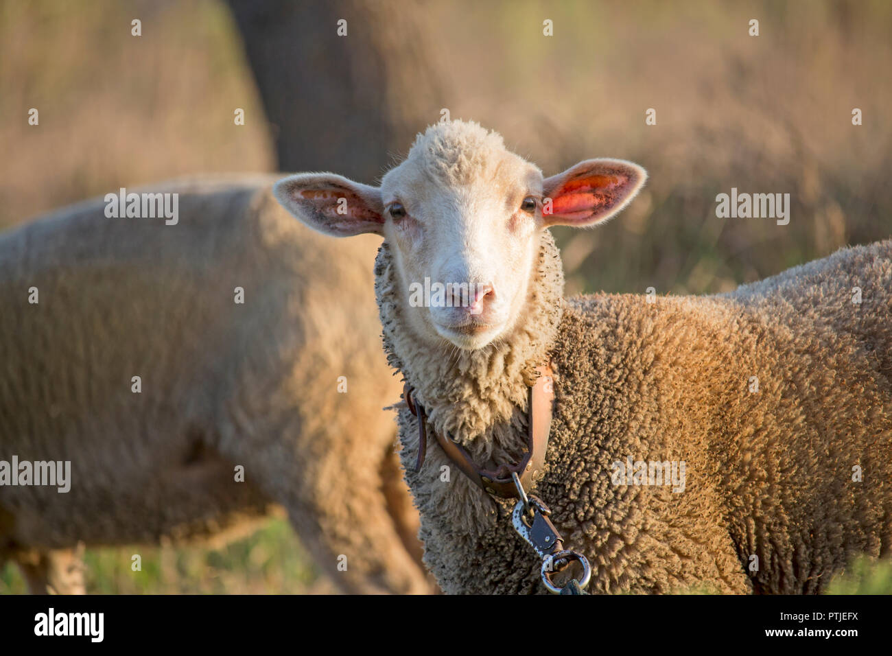 Curious young white sheep on leash looking directly at camera. Cute ...