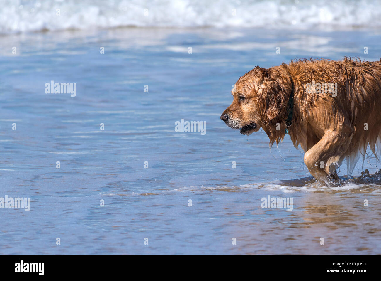 An elderly Golden Retriever enjoying walking through the sea Stock ...