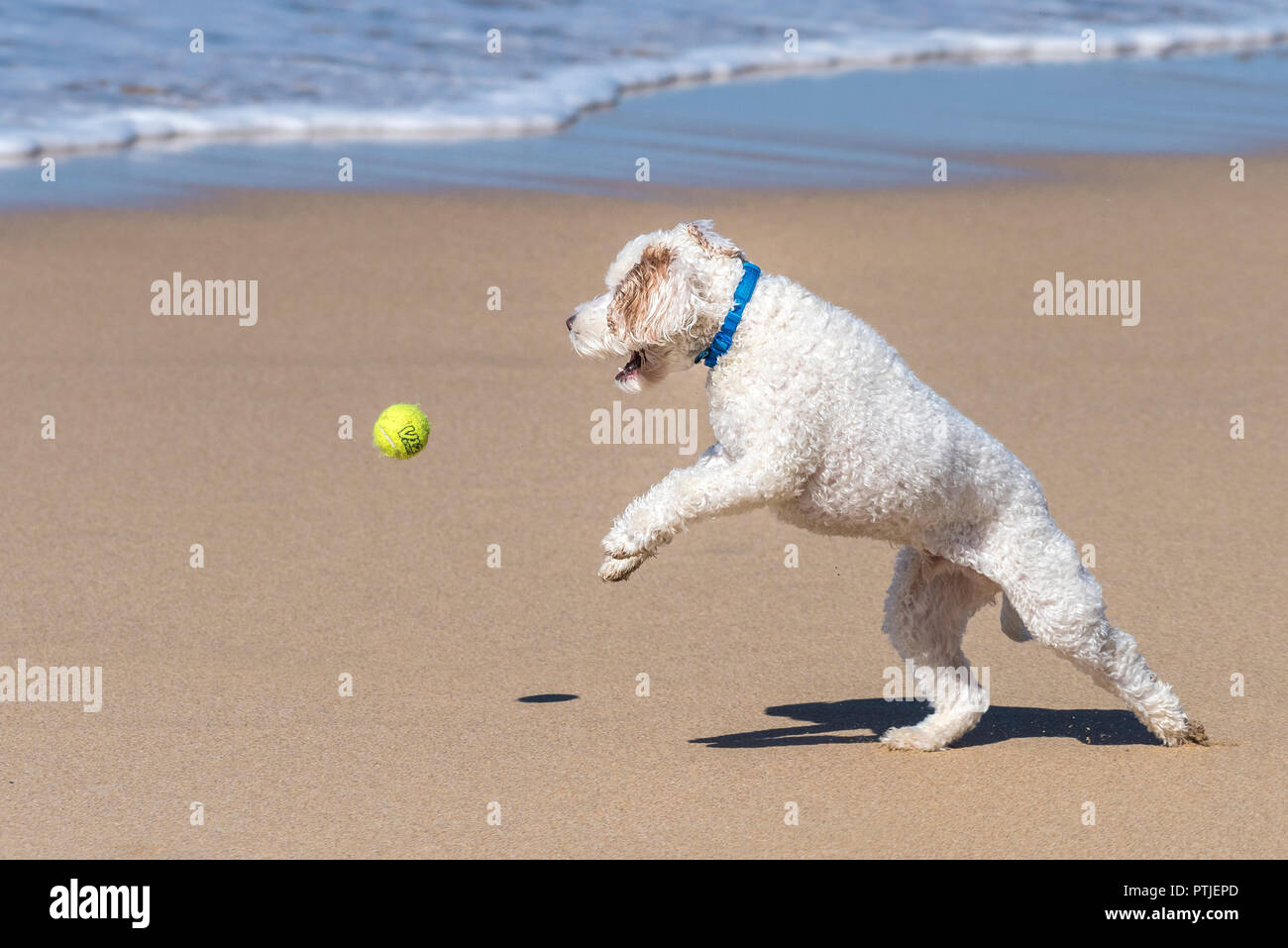 Cockapoo ball hi-res stock photography and images - Alamy