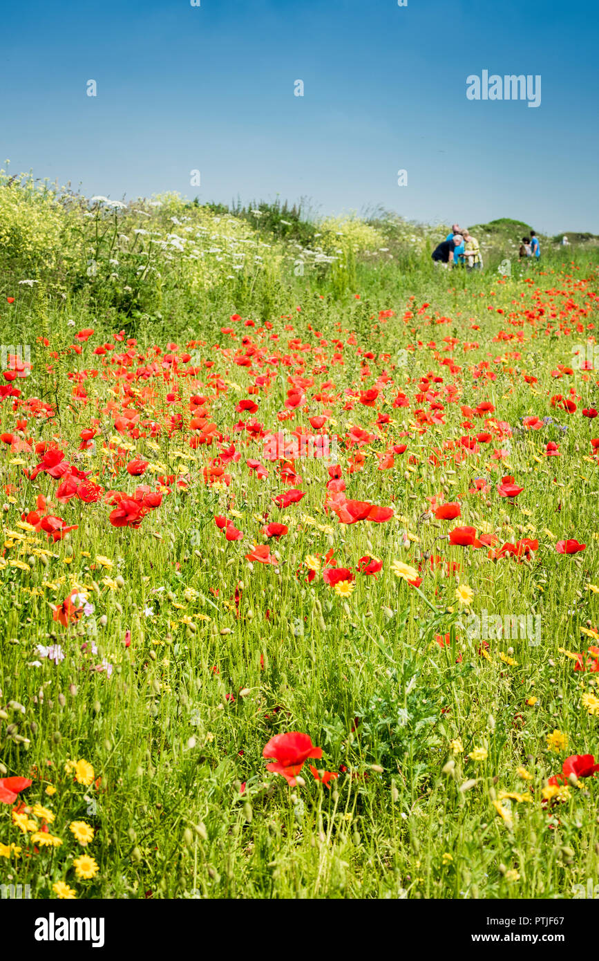 Poppies Papaver Rhoeas growing in a field at the Arable fields Project ...